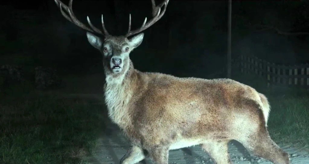 Felix D’eer | Sony Pictures Animation Wiki | Fandom