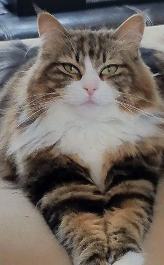 Category:Non-Human Actors | Sony's Spider-Man Universe Wiki | Fandom