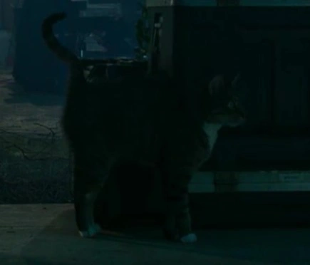 Martine Bancroft's Cat | Sony's Spider-Man Universe Wiki | Fandom
