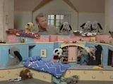 Category:The Sooty Show episodes | Sooty Database Wiki | Fandom