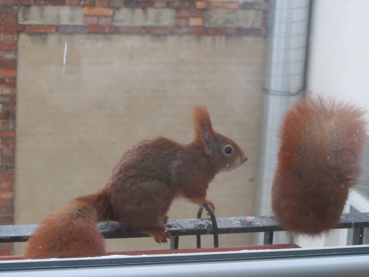 Rorick Skyve | Survival of the Fittest Wiki | Fandom