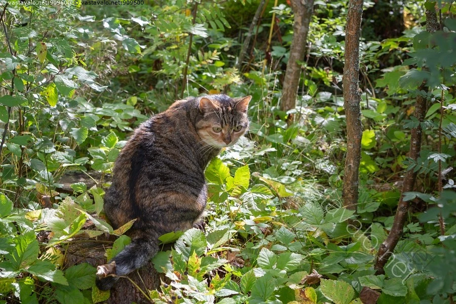 Vaaniva Kohtalo | Soturikissat fani Wiki | Fandom