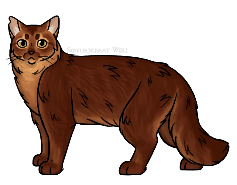 Kolli | Soturikissat Wiki | Fandom