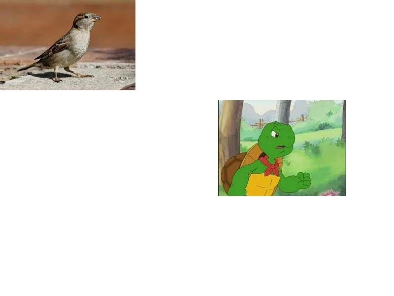 Little turtle | Sound effects fanon Wiki | Fandom