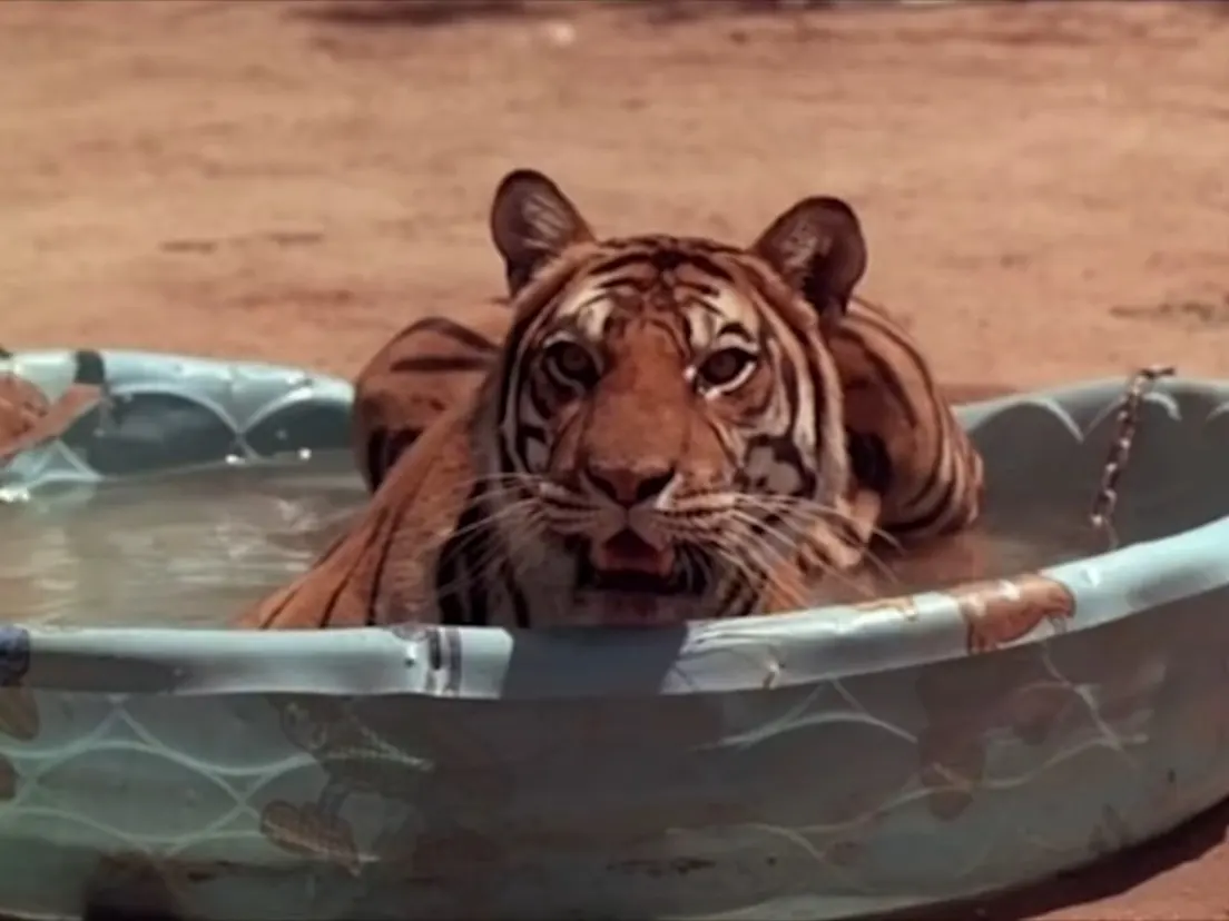 SKYWALKER TIGER GROWLING SOUND | Soundeffects Wiki | Fandom