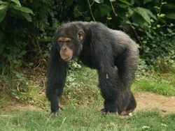 chimpanzee shouting