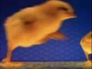 Sound Ideas, CARTOON, CHICKEN - EXCITED CLUCKING AND SQUAWKING IN HEN ...
