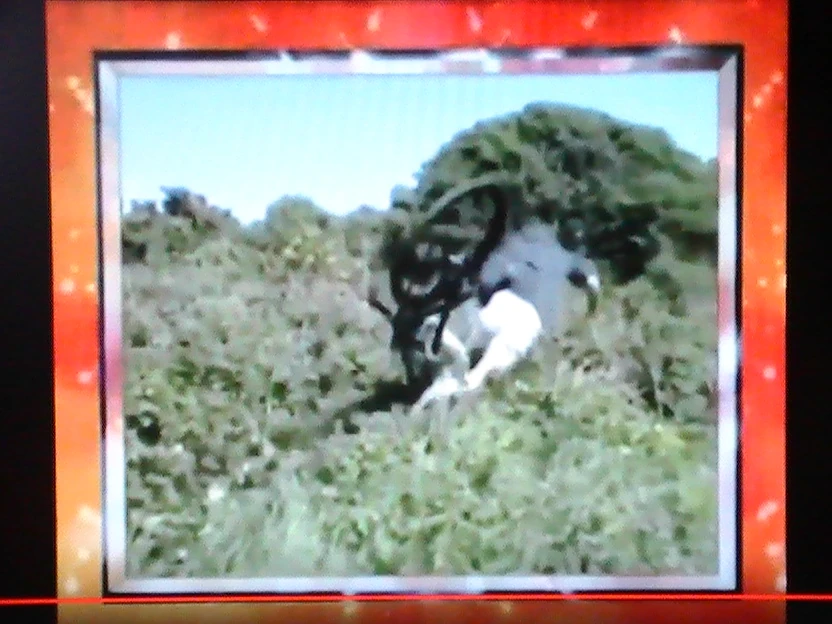 Sound Ideas, BIRD, BUZZARD - BIG BUZZARD, FUNNY SQUAWK, ANIMAL/Image ...