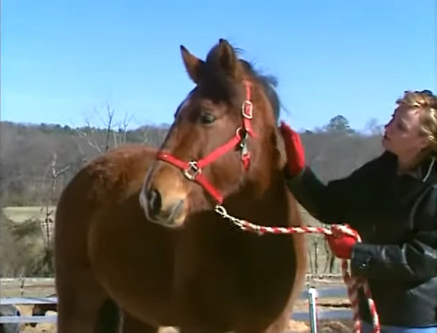 Sound Ideas, Animals - Horse neighing/whinneying 10 | Soundeffects Wiki ...