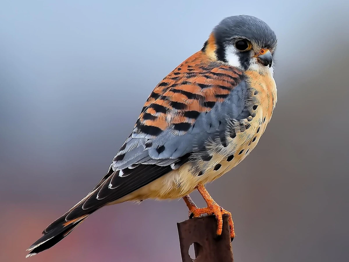 Sound Ideas, BIRD, HAWK - SPARROW HAWK: SINGLE: CALLING, ANIMAL ...