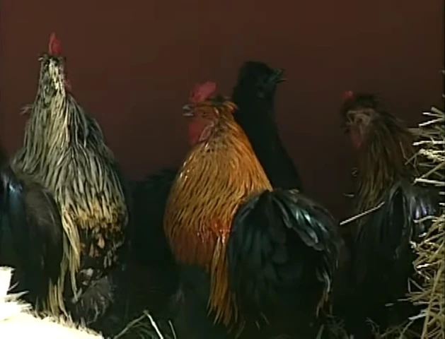 Sound Ideas, Animals - Rooster crowing 03 | Soundeffects Wiki | Fandom