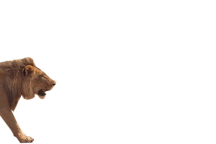 Sound Ideas, LION - LION: SINGLE ROAR, ANIMAL, CAT 02 | Soundeffects ...