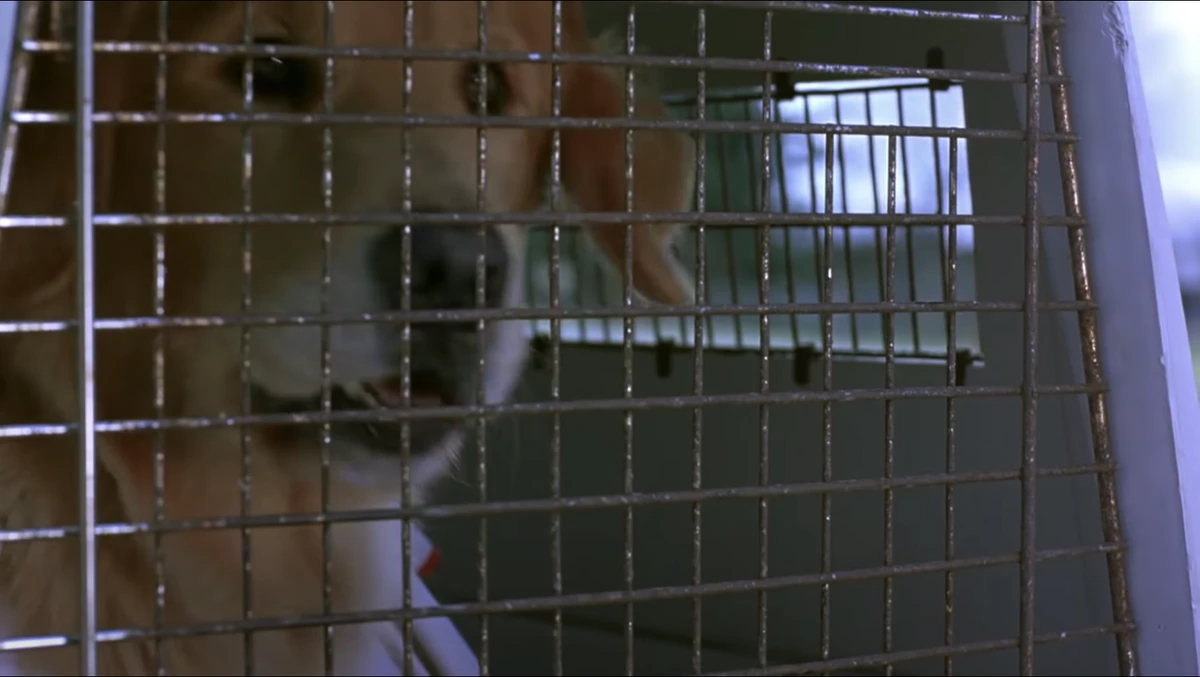 Air Bud (1997)/Image Gallery | Soundeffects Wiki | Fandom