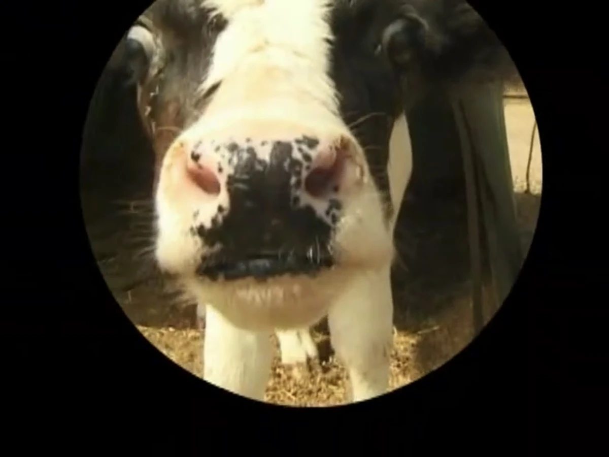 Sound Ideas, COW - SINGLE MOO, ANIMAL 02/Image Gallery/Videos and DVDs ...