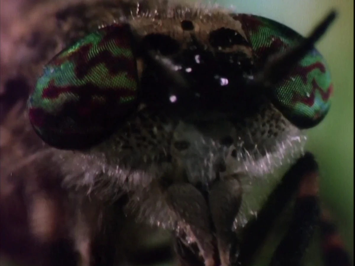 Sound Ideas, Bees - Single Bee Buzzing Close Up | Soundeffects Wiki ...