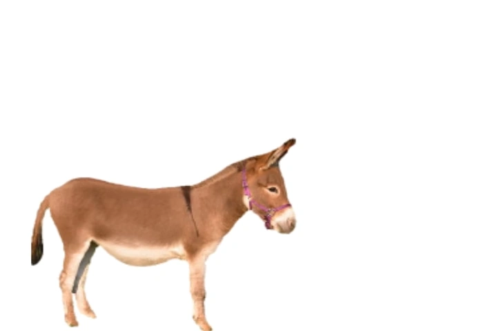 Sound Ideas, ANIMAL, DONKEY - BRAYING, SNORTING | Soundeffects Wiki ...