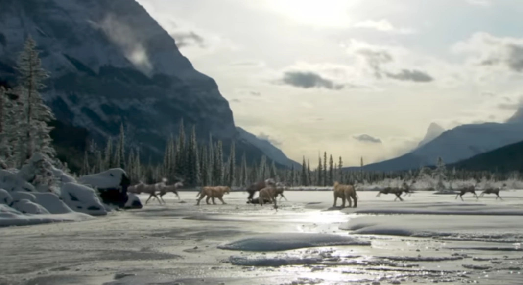 Sound Ideas, ANIMAL, ELK - CRY WITH GRUNTS, CALLS | Soundeffects Wiki ...