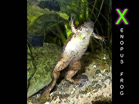 Sound Ideas, FROG - LARGE FROG: SINGLE RIBBITS, ANIMAL, AMPHIBIAN ...