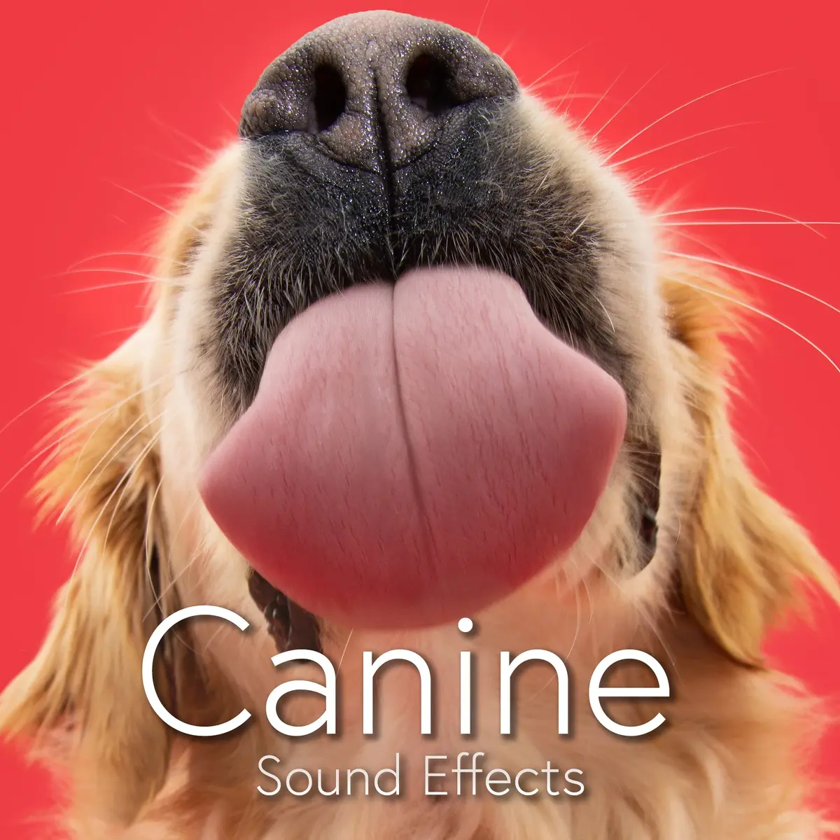 Category:Sound Ideas Canine | Soundeffects Wiki | Fandom