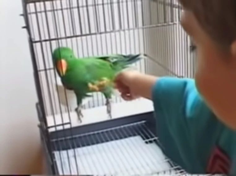 Hollywoodedge, Parrot Squawks Inter TE013301/Image Gallery ...