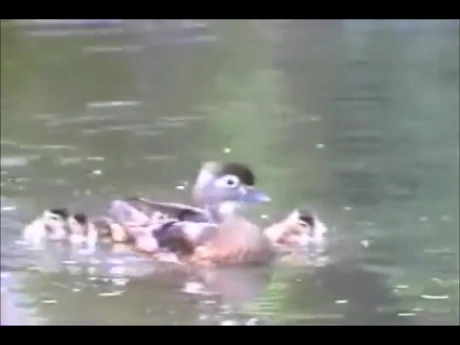 Sound Ideas, BIRD, DUCK - SINGLE DUCK QUACKING, ANIMAL/Image Gallery ...