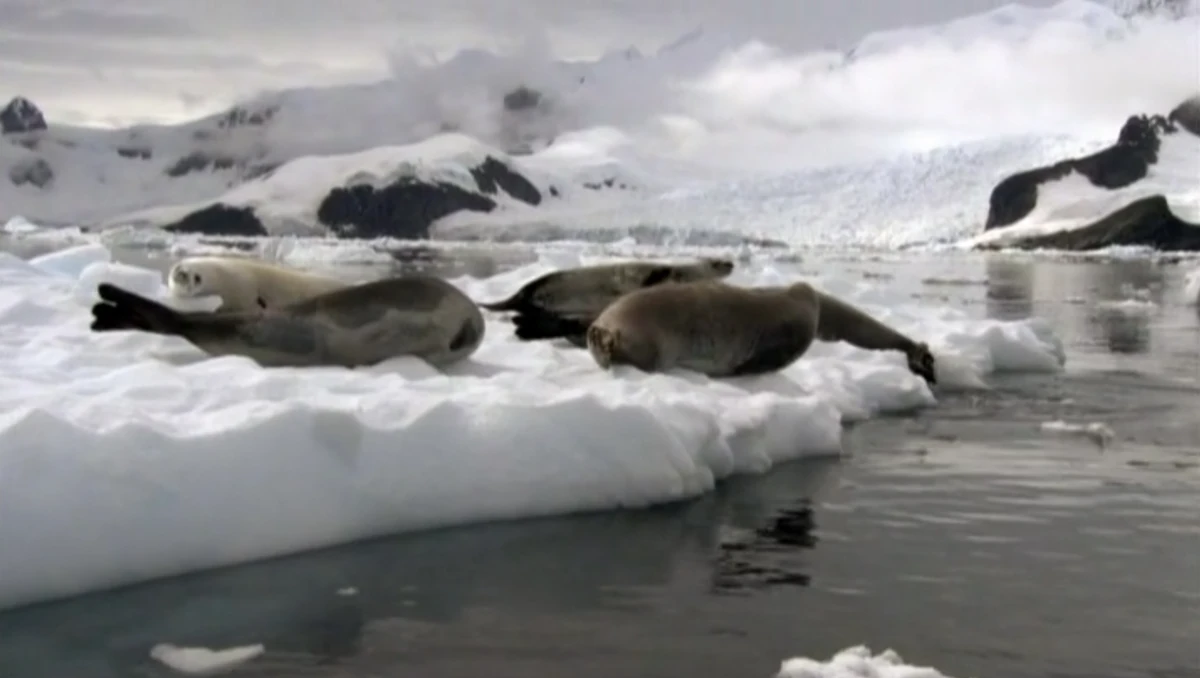 Sound Ideas, PENGUIN - EMPEROR PENGUIN: SINGLE SHORT CALL, ANIMAL, BIRD ...