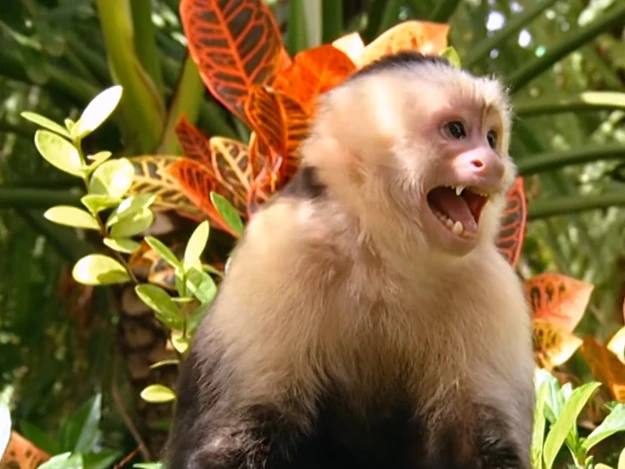 Sound Ideas, MONKEY - MONKEYS, APES, JABBERING, ANIMAL, DIGIFFECTS ...