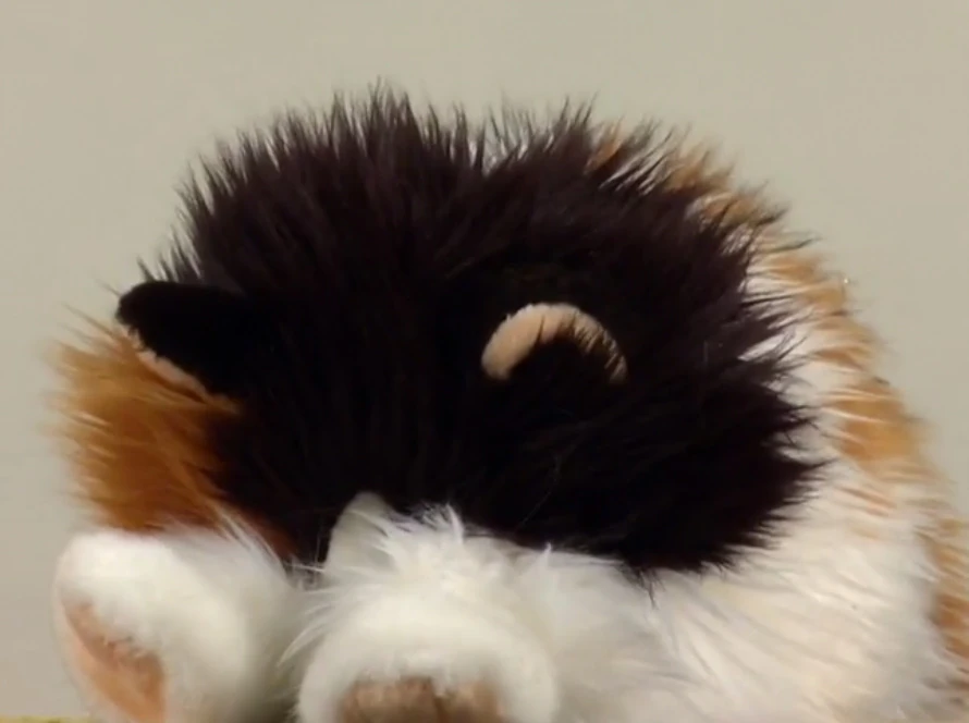 Sound Ideas, CAT, DOMESTIC - PURRING, ANIMAL | Soundeffects Wiki | Fandom