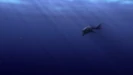 Finding Nemo (2003)/Image Gallery | Soundeffects Wiki | Fandom