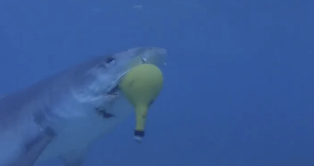 Sound Ideas, STRETCH, CARTOON - SHORT RUBBER STRETCHING SQUEAK 02 ...