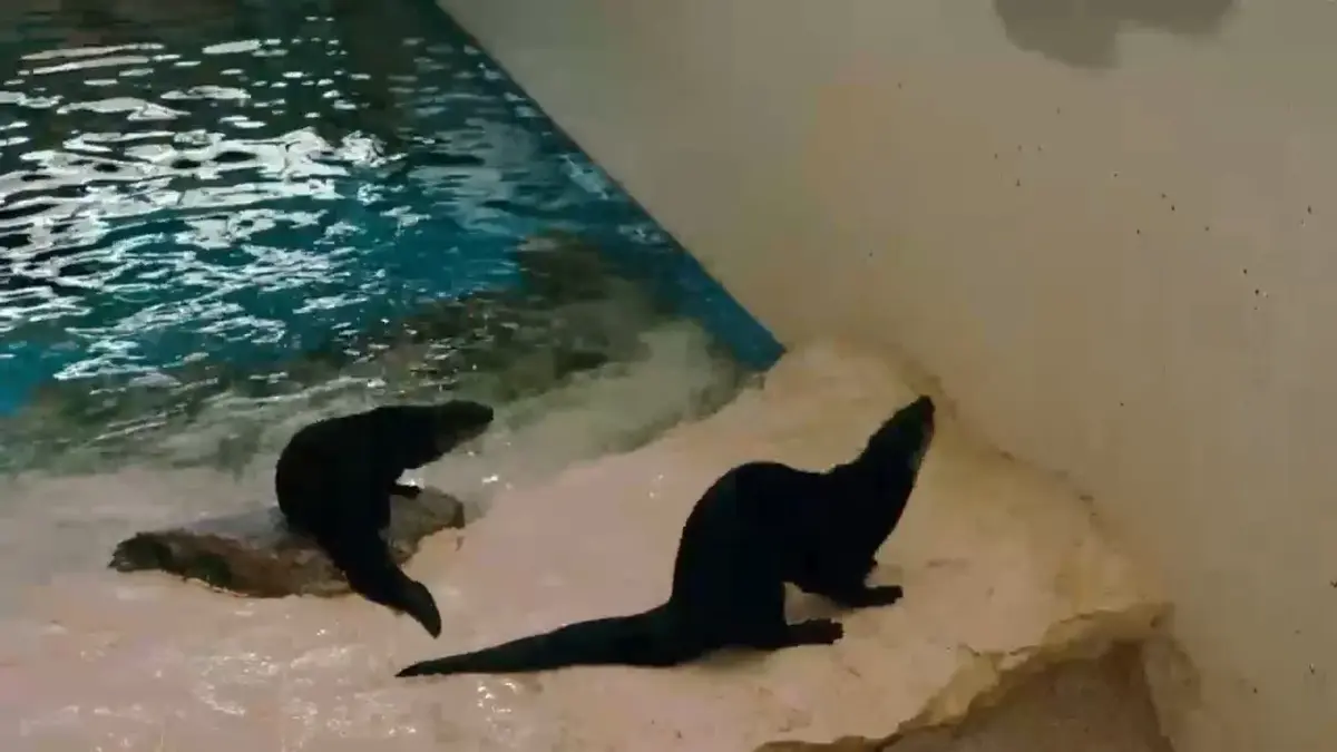 Sound Ideas, OTTER - OTTER, ANIMAL, DIGIFFECTS | Soundeffects Wiki | Fandom