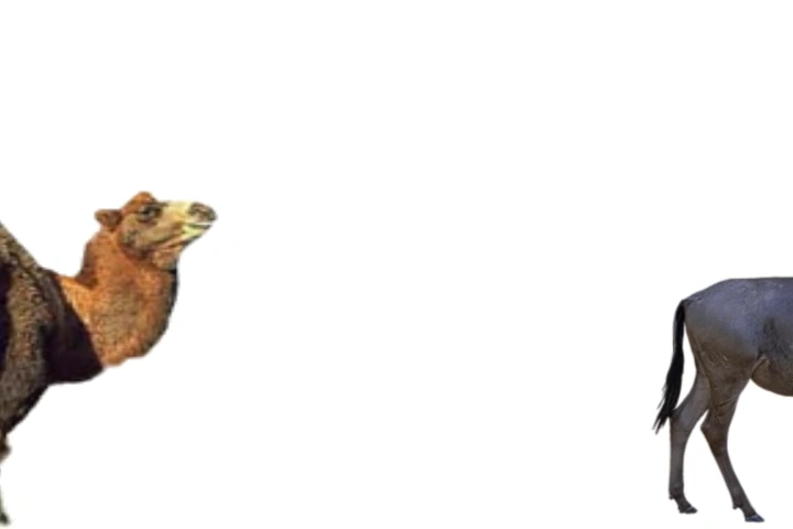 Sound Ideas, CAMEL - LOW CALLS, ANIMAL | Soundeffects Wiki | Fandom