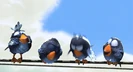 SKYWALKER, BIRD - BLUE BIRDS SQUEAKING/Image Gallery | Soundeffects ...