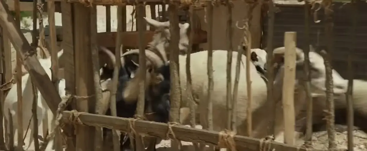 SKYWALKER, SHEEP - BILLY, GOAT AND GRUFF BLEATING | Soundeffects Wiki ...