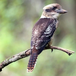 laughing monkey sound