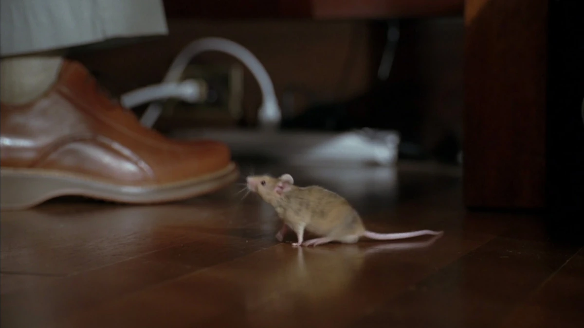 SoundDogs, Animals: Rat Mouse - CU - Squeaks & Squeals | Soundeffects ...
