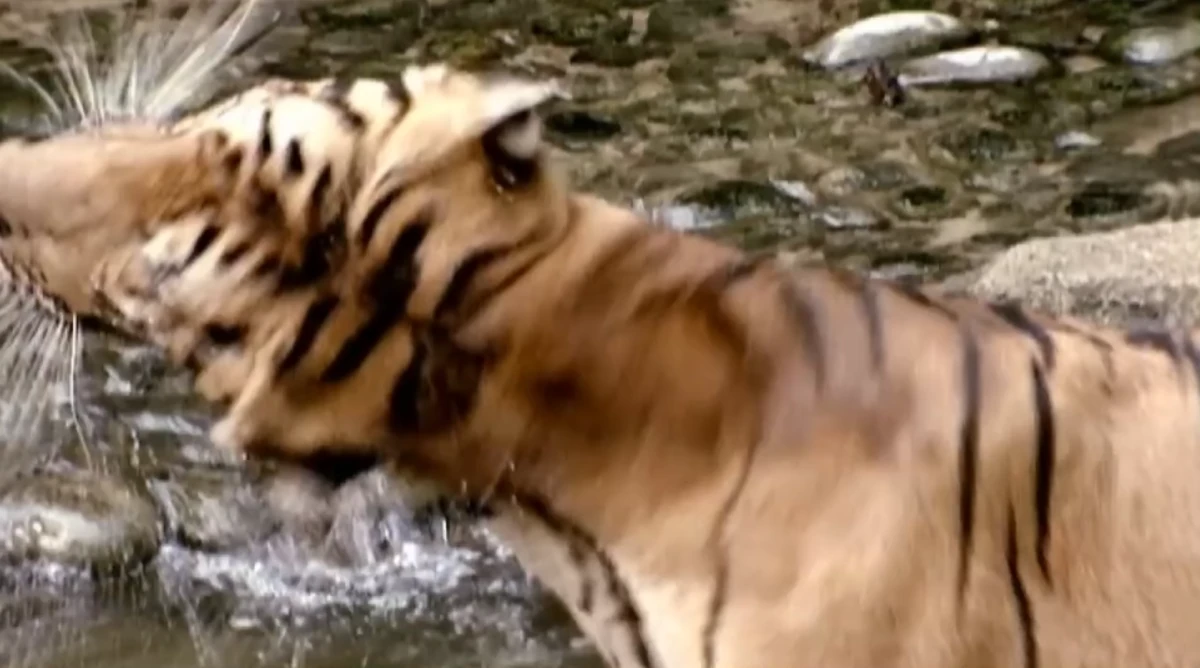 Sound Ideas, FISH, CARTOON - RAPID FISH FLOPS | Soundeffects Wiki | Fandom