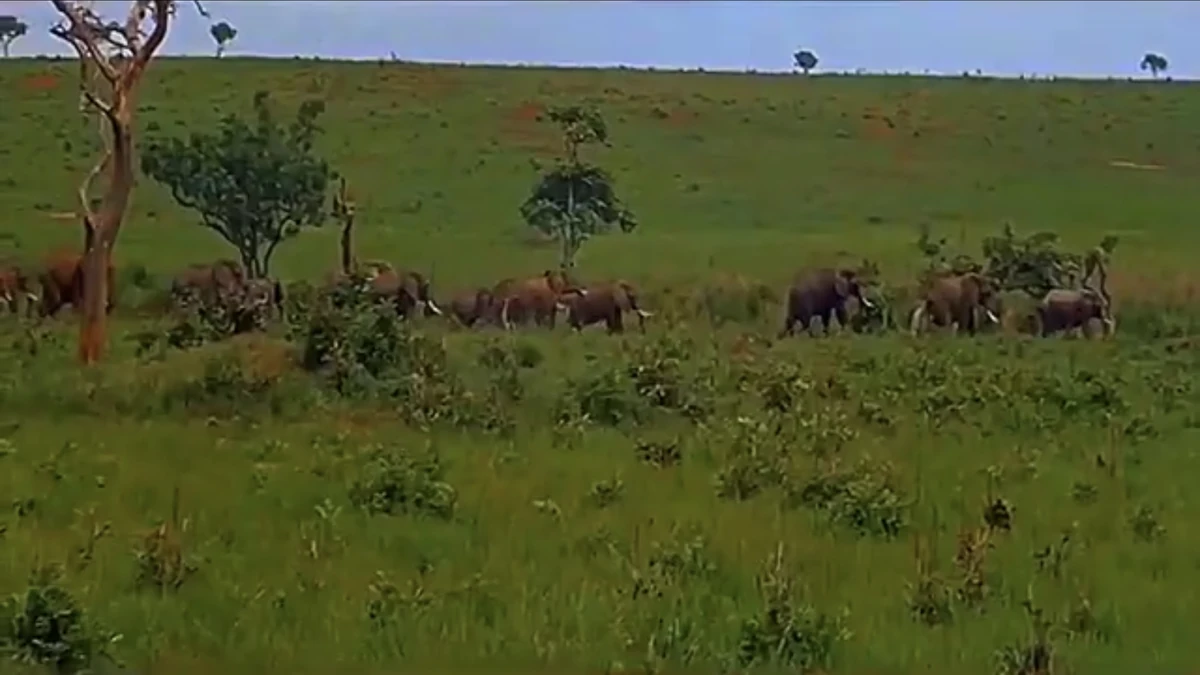 Sound Ideas, Animals - Baby elephant growls and trumpets | Soundeffects ...