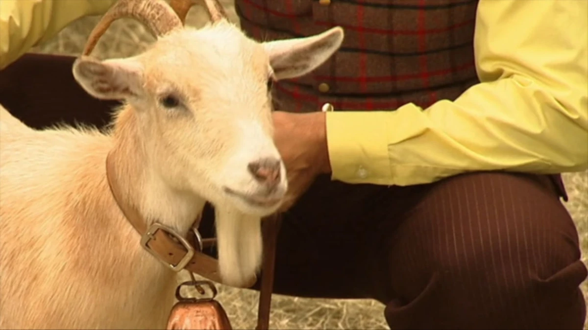 Sound Ideas, CARTOON, SHEEP - GOAT BAAA/Image Gallery | Soundeffects Wiki | Fandom