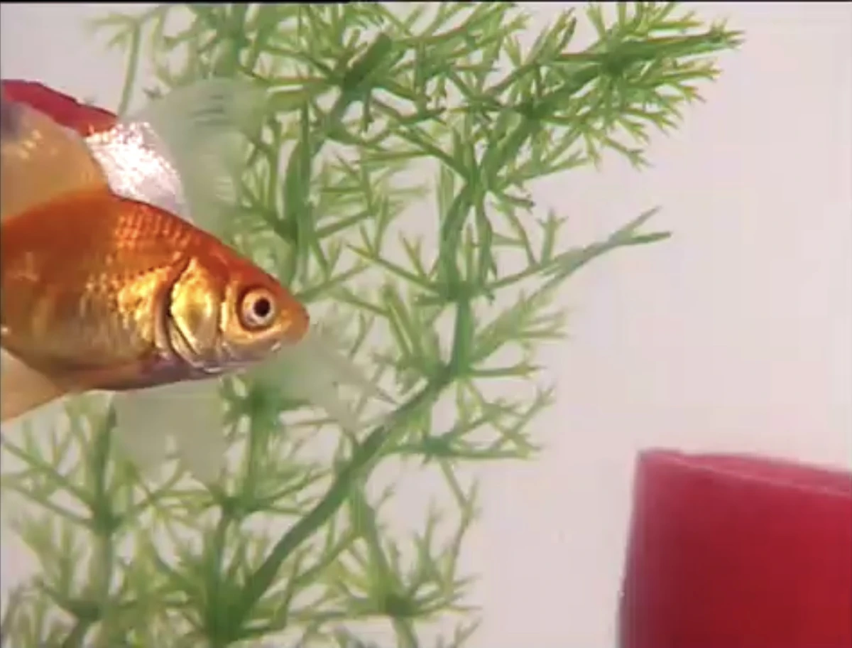 Category:Image Galleries | Soundeffects Wiki | Fandom