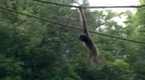 Sound Ideas, CARTOON, YELL - FUNNY TARZAN YELL 01 | Soundeffects Wiki ...