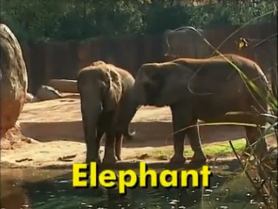 Sound Ideas, ELEPHANT - CALLING, BIRDS IN B/G, ANIMAL | Soundeffects ...