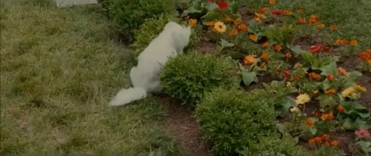 SKYWALKER, DOG - BUSTER WHINING | Soundeffects Wiki | Fandom