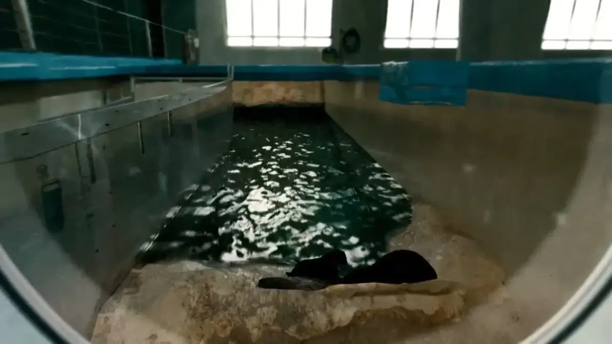 SKYWALKER, ANIMAL - OTTER CHITTERING | Soundeffects Wiki | Fandom