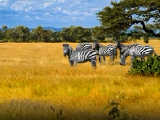 Sound Ideas, ANIMAL, ZEBRA - BARKING, RUNNING BY WATERHOLE, BIRDS IN B ...