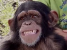 Sound Ideas, APES, CHIMP - SCREAM, TYPICAL CHIMP SCREAM, ANIMAL ...