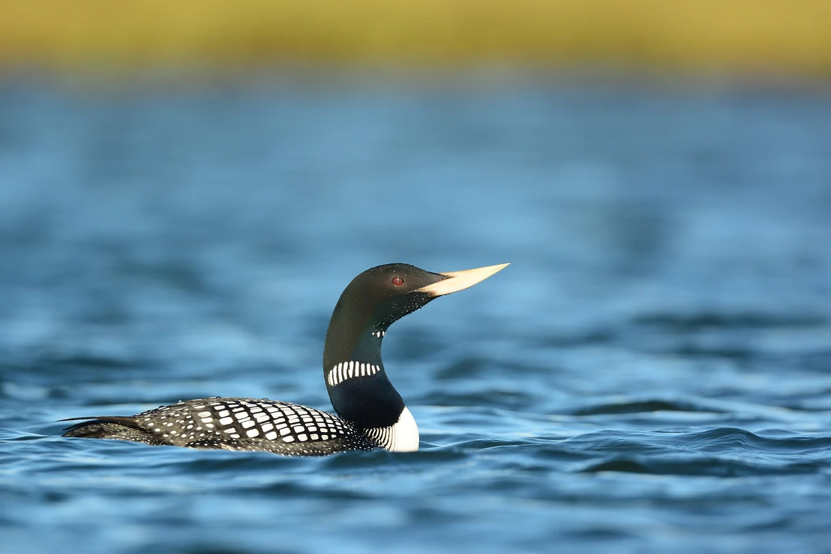 Sound Ideas, BIRD, LOON - COMMON LOON: SINGLE CALL, ANIMAL 03 ...