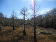 Area X | Southern Reach Wiki | Fandom