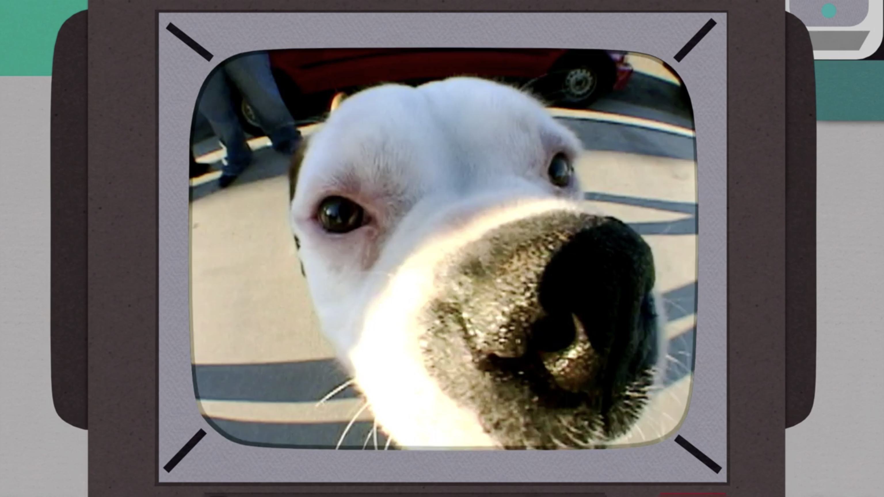 High Angle Shot Animals