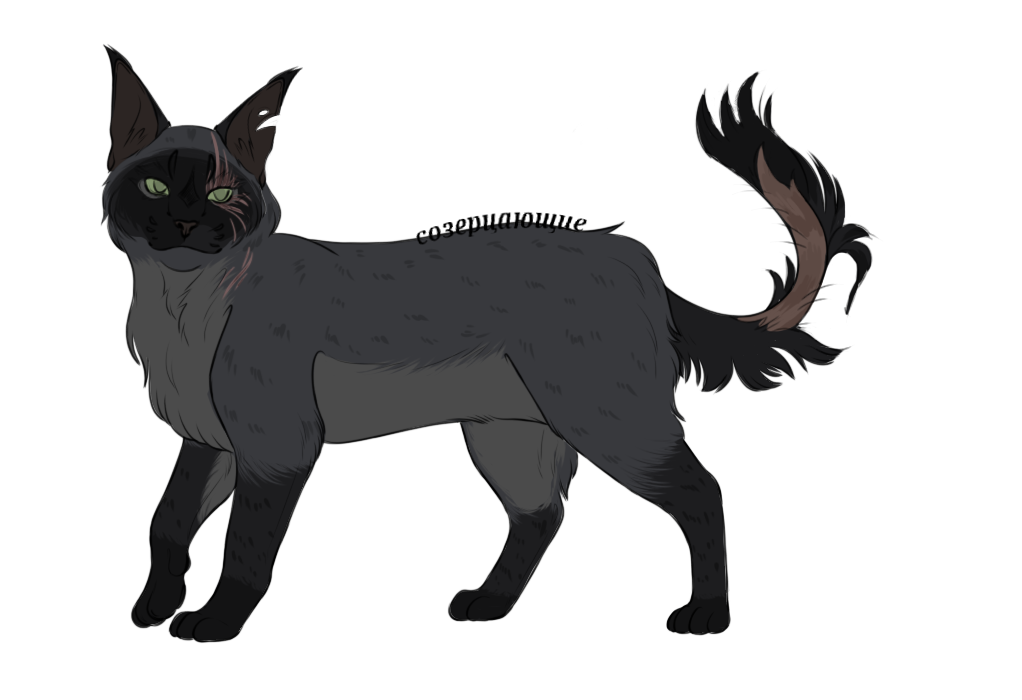 Черносветик Созерцающие — Warrior Cats Ultimate Edition Вики Fandom